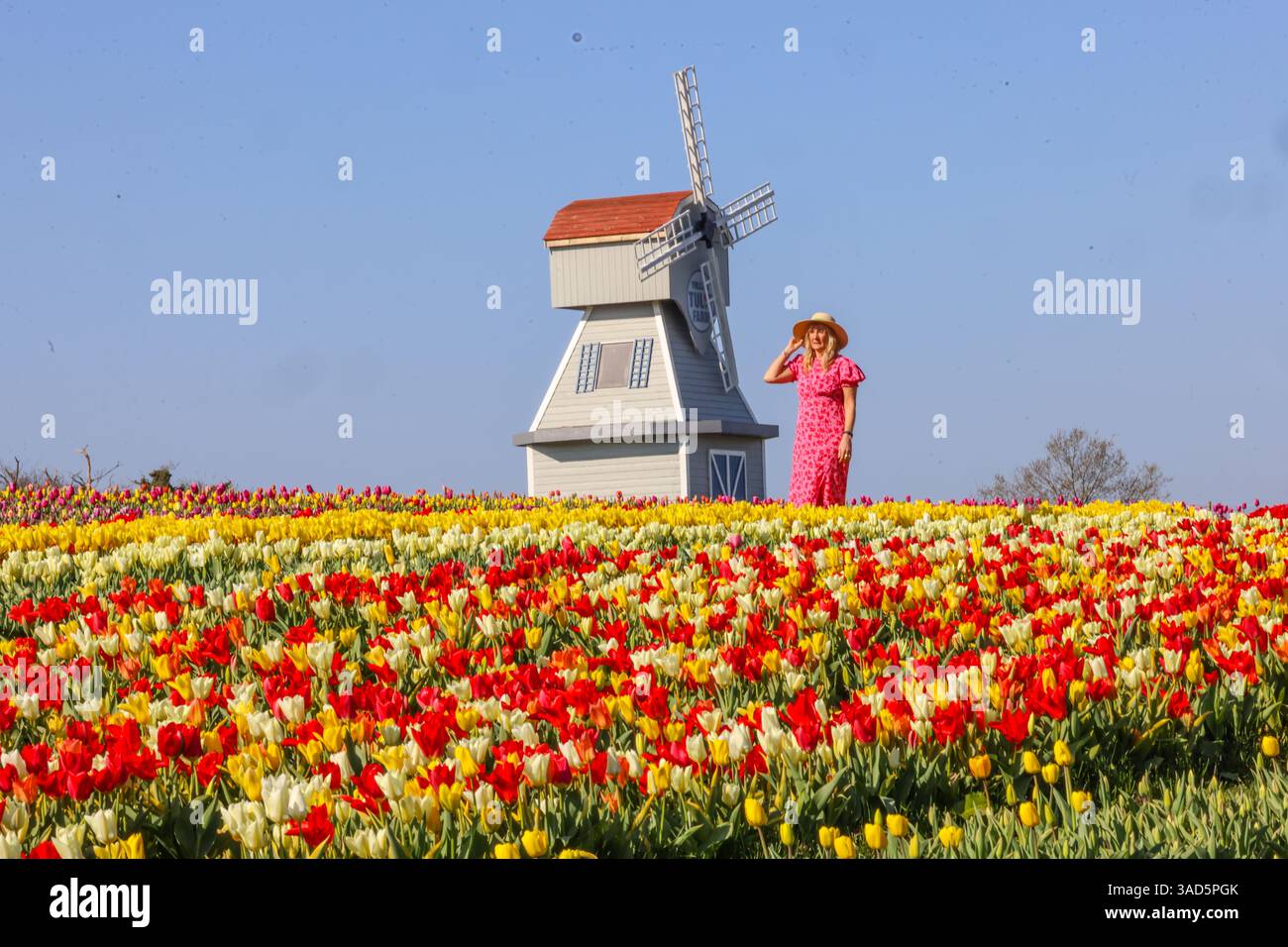 Tulley's Farm, Tulip Fest, Crawley West Sussex, UK. 05th Apr, 2025 ...
