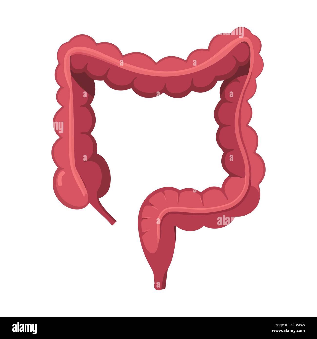 Large intestine icon vector illustration for human anatomy. Cute flat ...