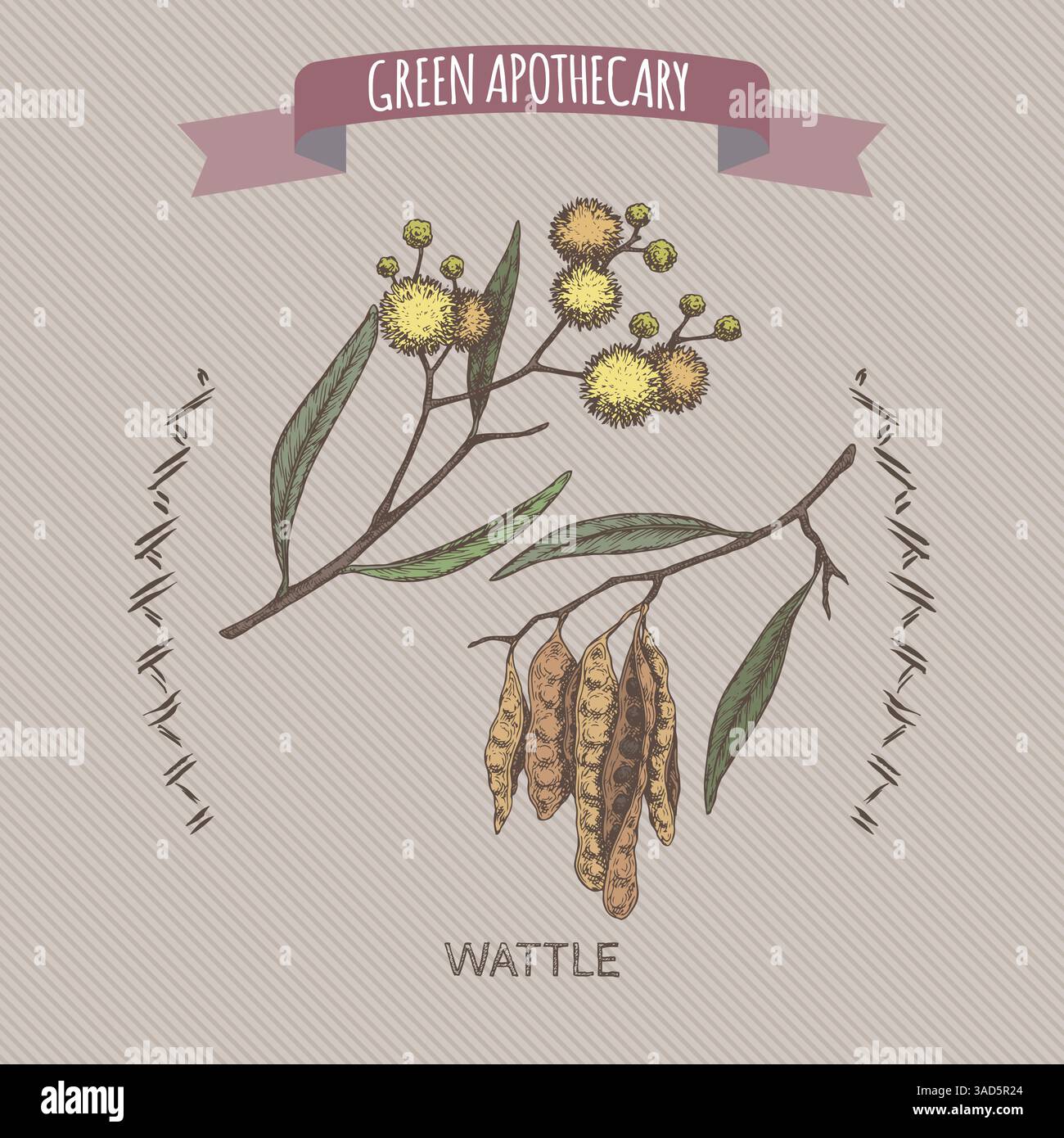Wattle aka Acacia murrayana color sketch. Green apothecary series Stock ...