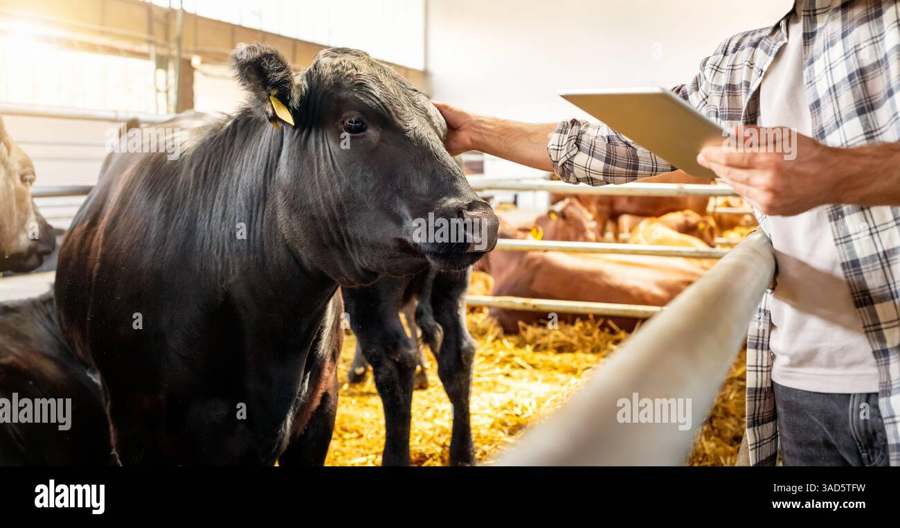 Livestock management with digital tablet in cow barn Stock Photo - Alamy