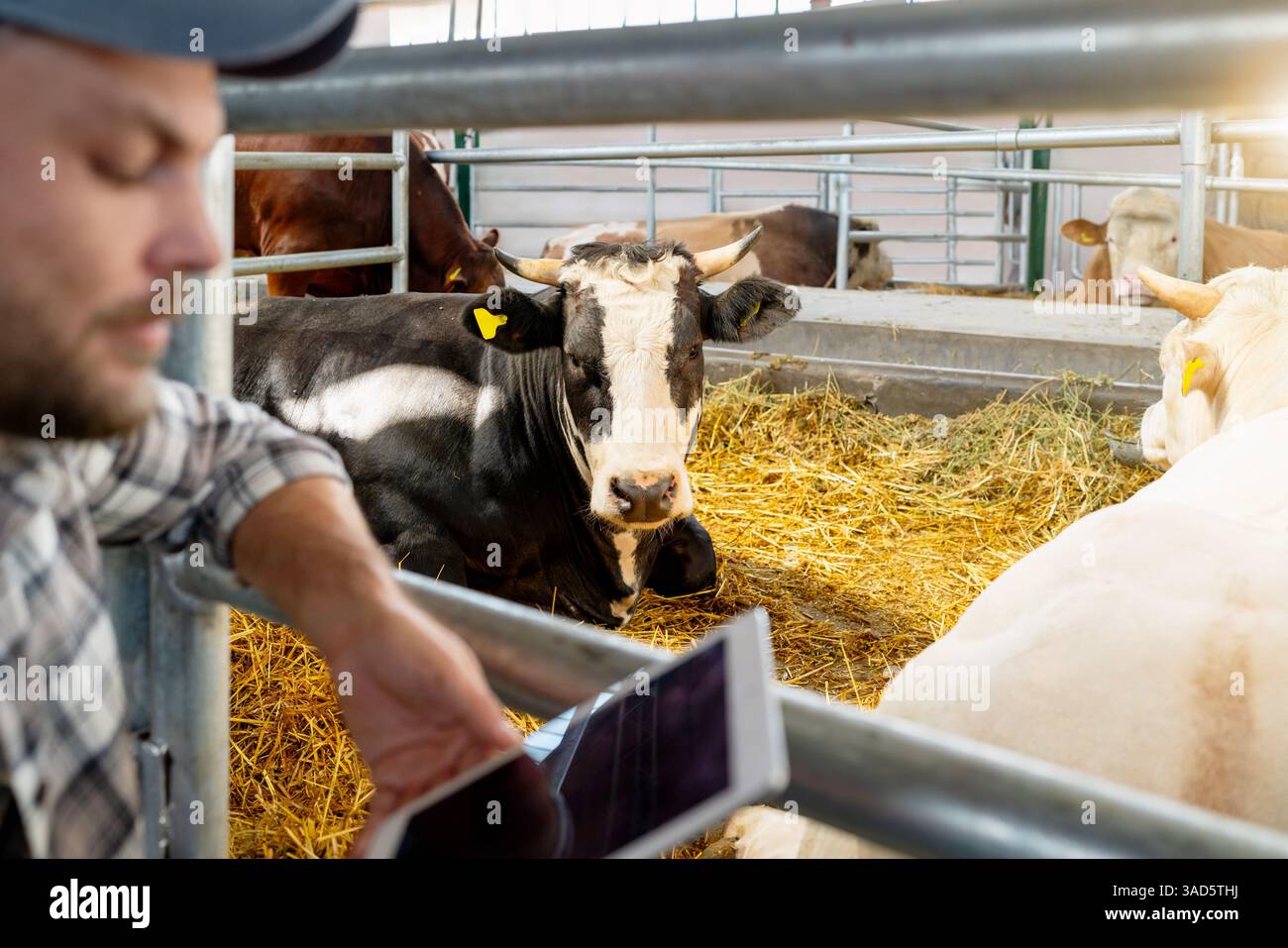 Modern farmer monitoring dairy cows with smart device Stock Photo - Alamy