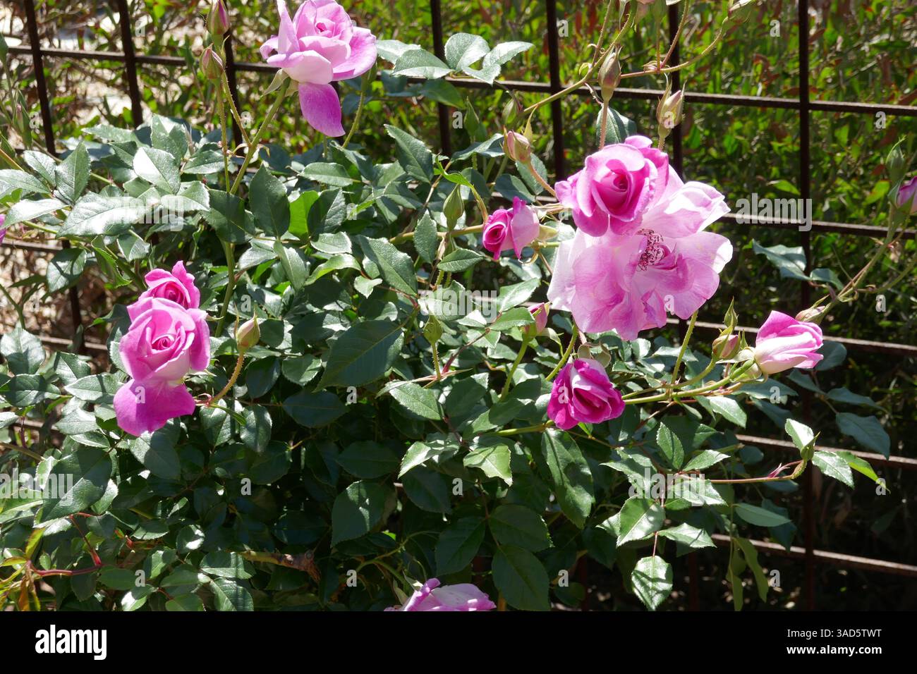 Photos de bruant des roseaux -Fotos und -Bildmaterial in hoher ...