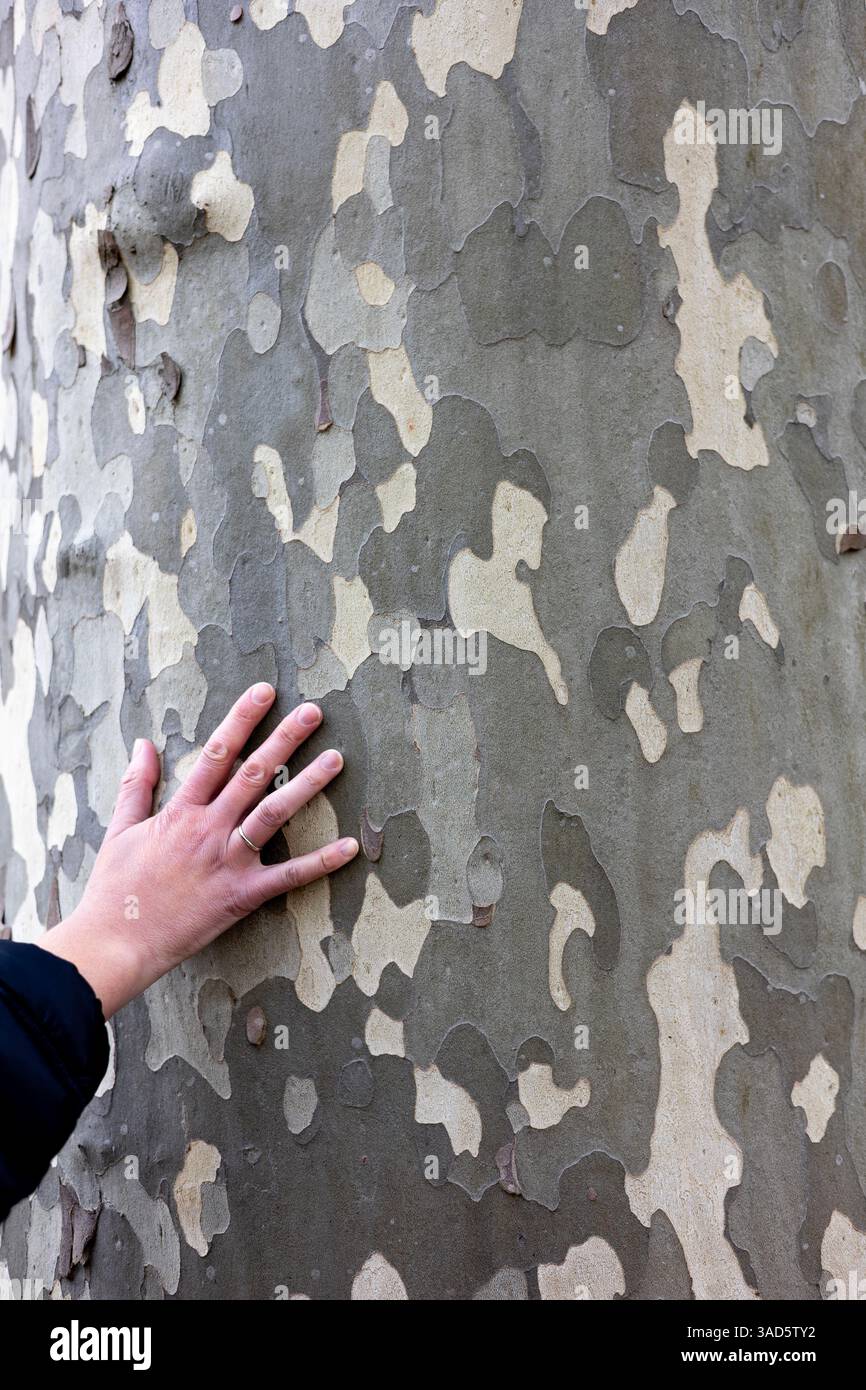 A hand gently touches the unique mottled bark of a sycamore tree ...