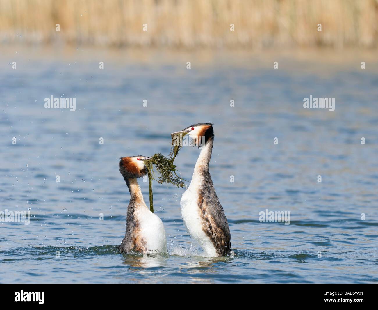 Great Crested Grebe (Podiceps cristatus) courtship display, reed dance ...