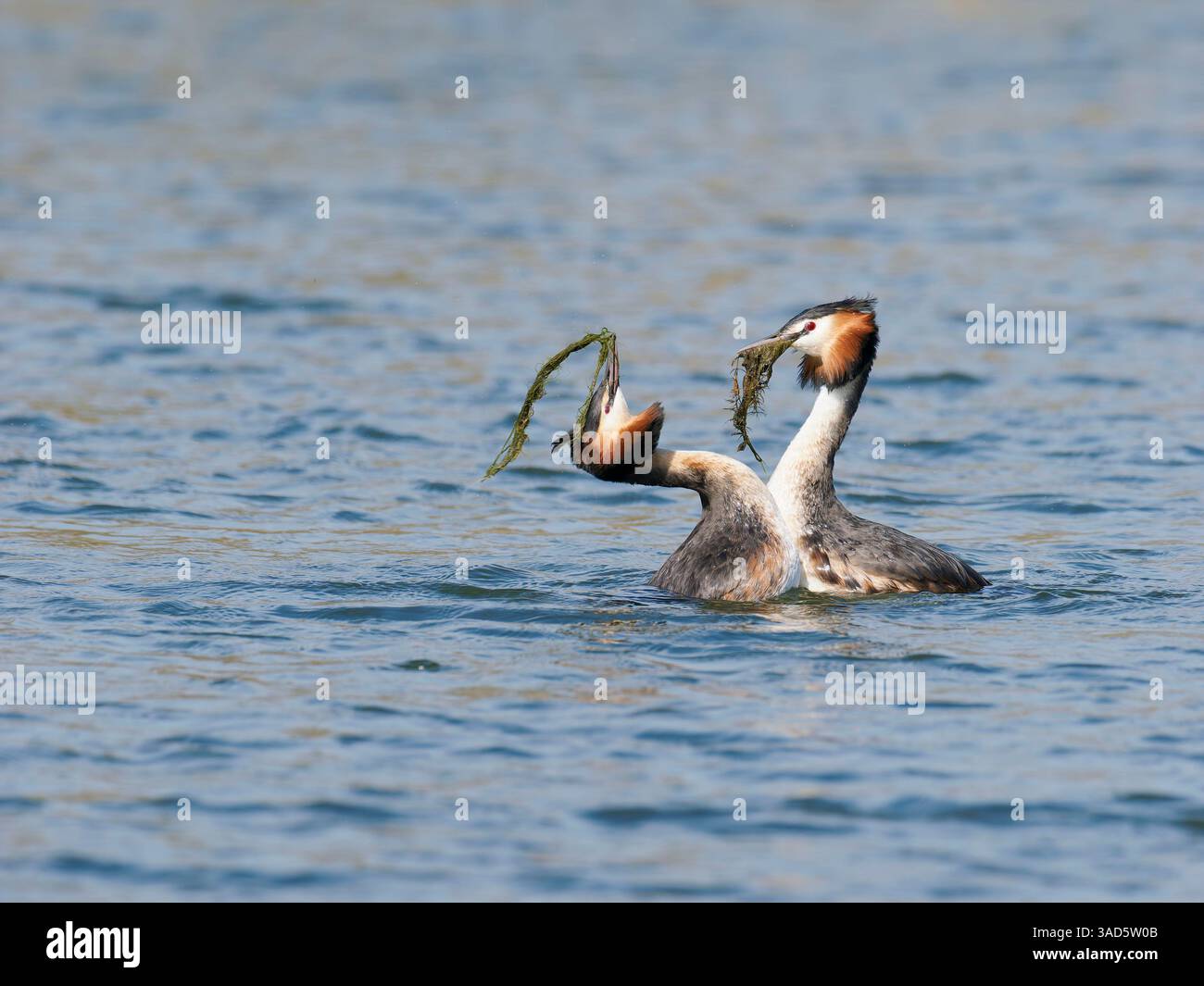 Great Crested Grebe (Podiceps cristatus) courtship display, reed dance ...