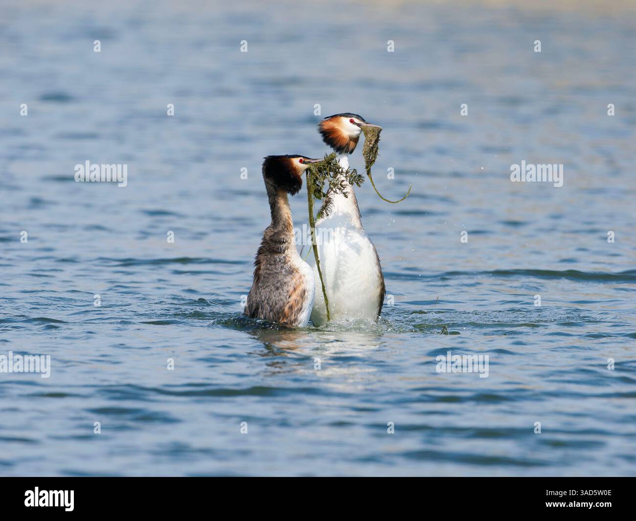 Great Crested Grebe (Podiceps cristatus) courtship display, reed dance ...