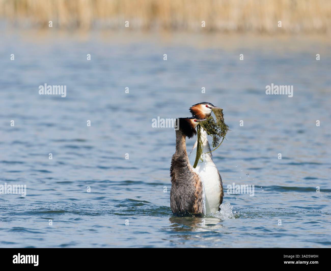 Great Crested Grebe (Podiceps cristatus) courtship display, reed dance ...