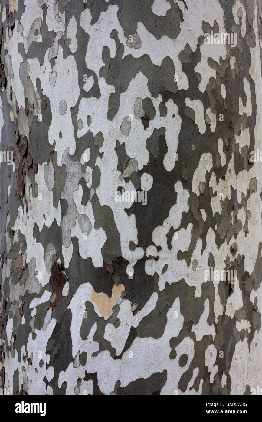 Close-up of sycamore tree bark showcasing its distinctive mottled ...