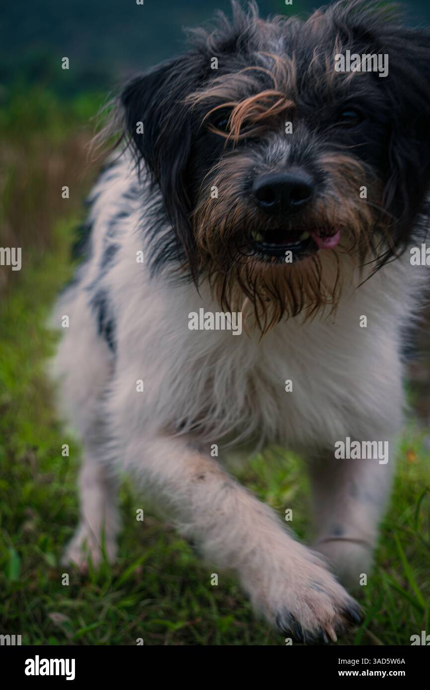 Playful Black and White Dog Running Through Grass in Mai Chau, Vietnam ...