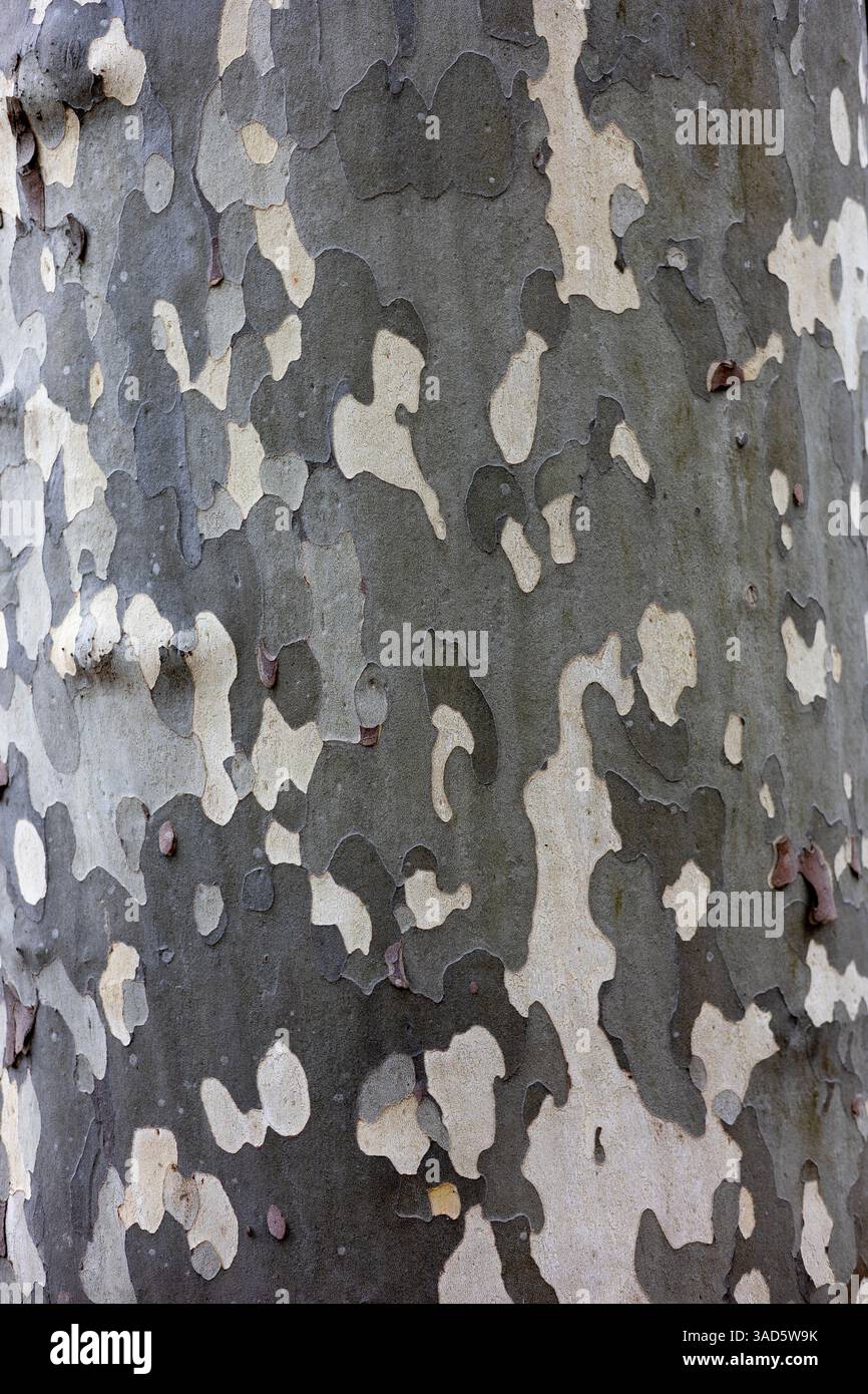 Tree exteriorcaption under 200 characters hi-res stock photography and ...