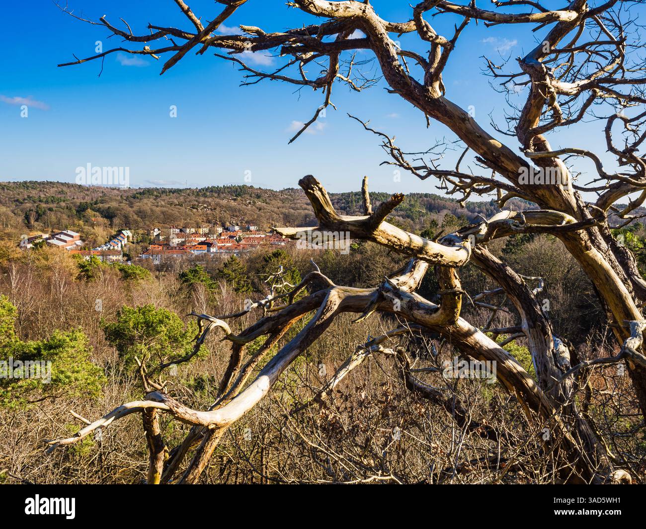 A dead tree stands prominently in the foreground, highlighting urban ...