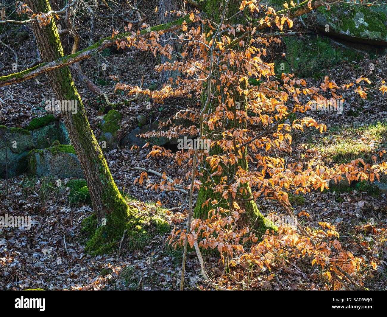 Stand among trees in eco hi-res stock photography and images - Alamy