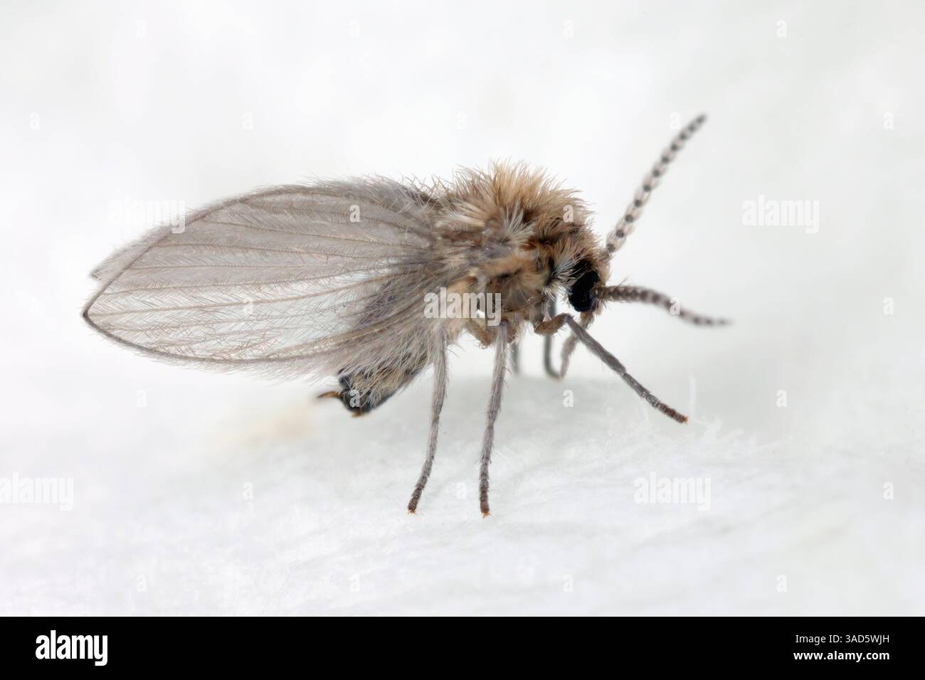 Drain flie, Psychodidae called also moth flies. Larvae live in sewer ...