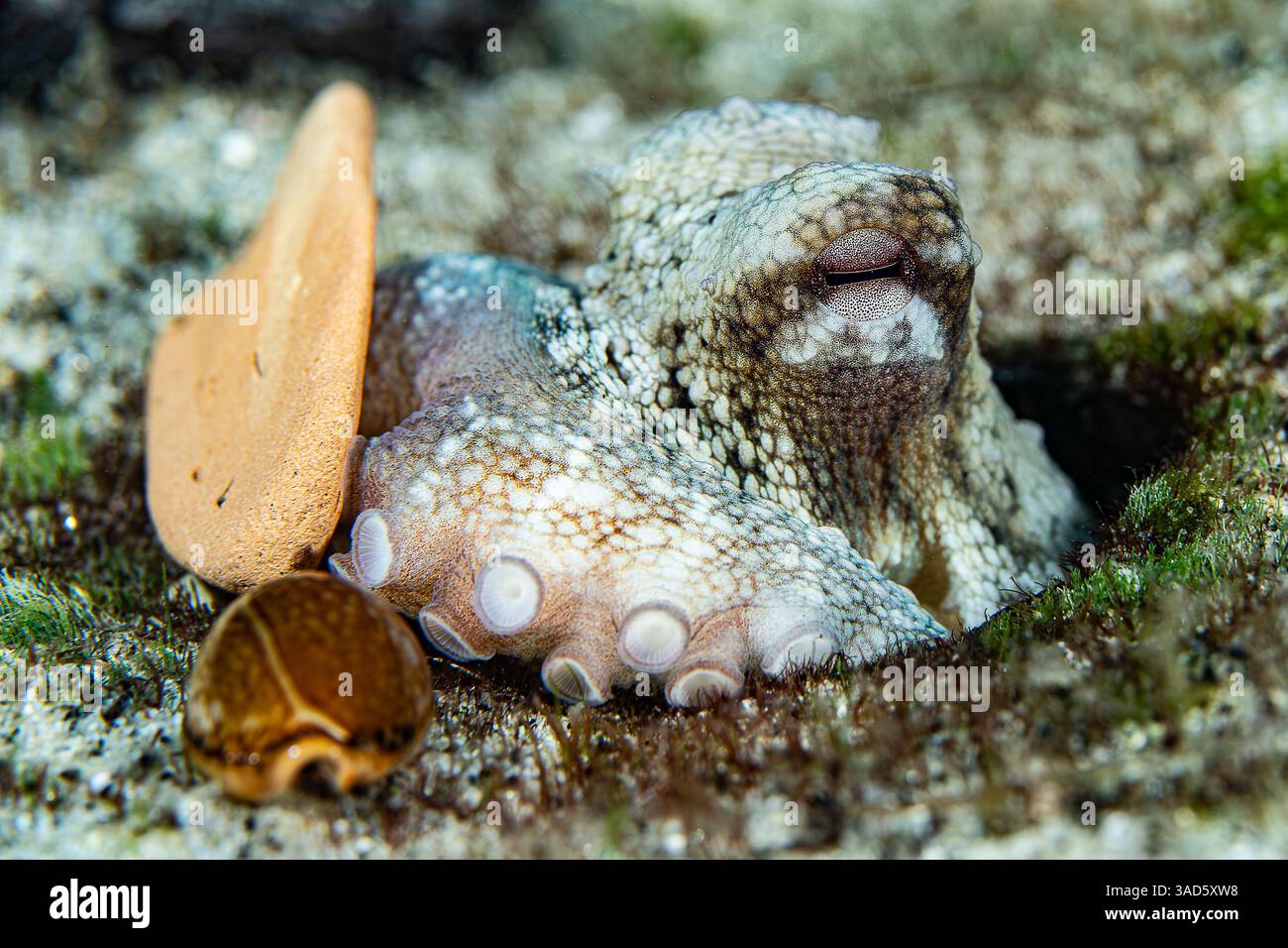 Octopus hiding cave hi-res stock photography and images - Alamy
