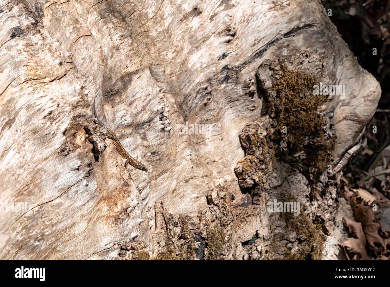 Lizard regenerated tail hi-res stock photography and images - Alamy