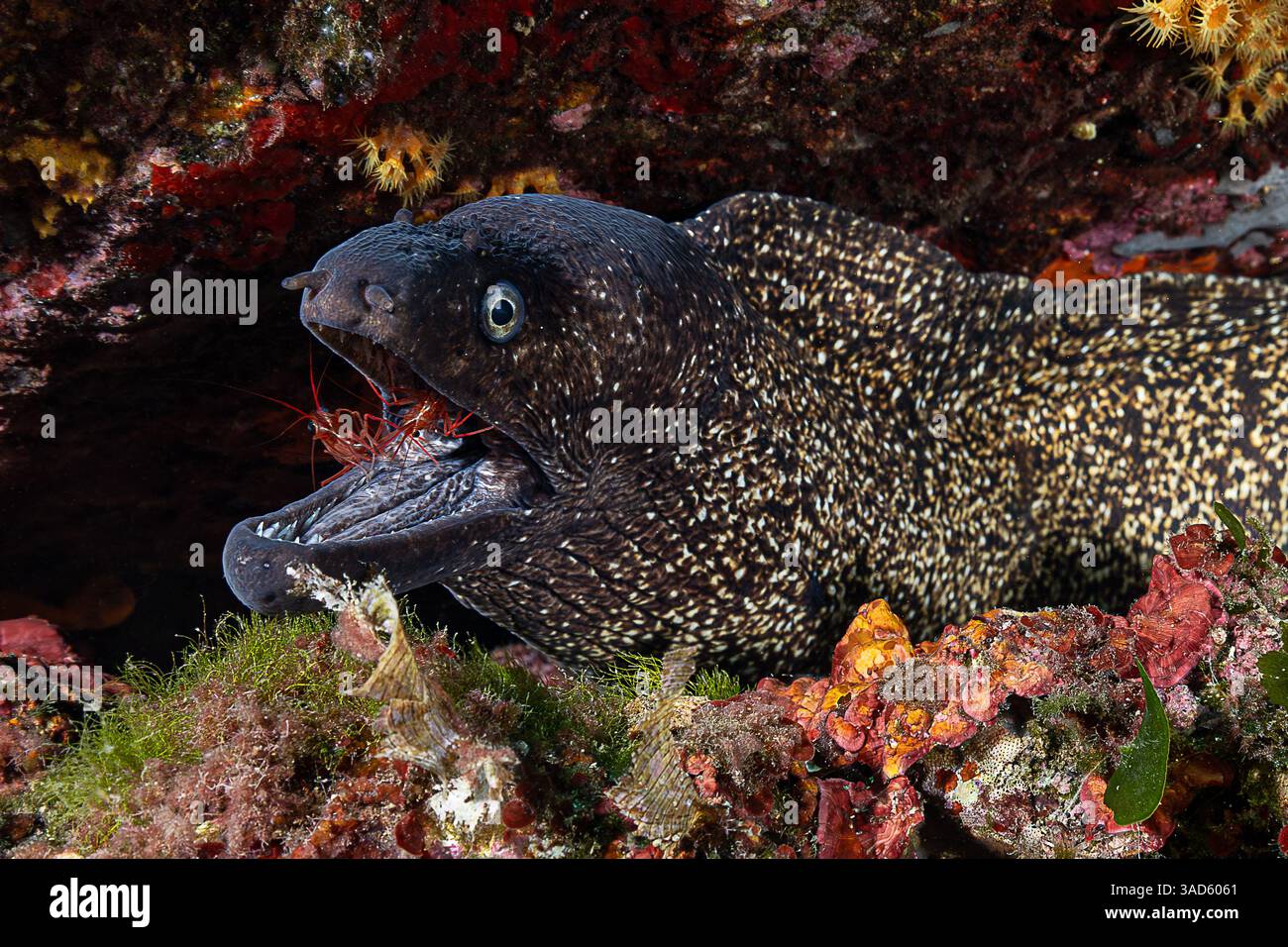 Mediterranean Moray eel getting its teeth cleaned by shrimp Stock Photo ...