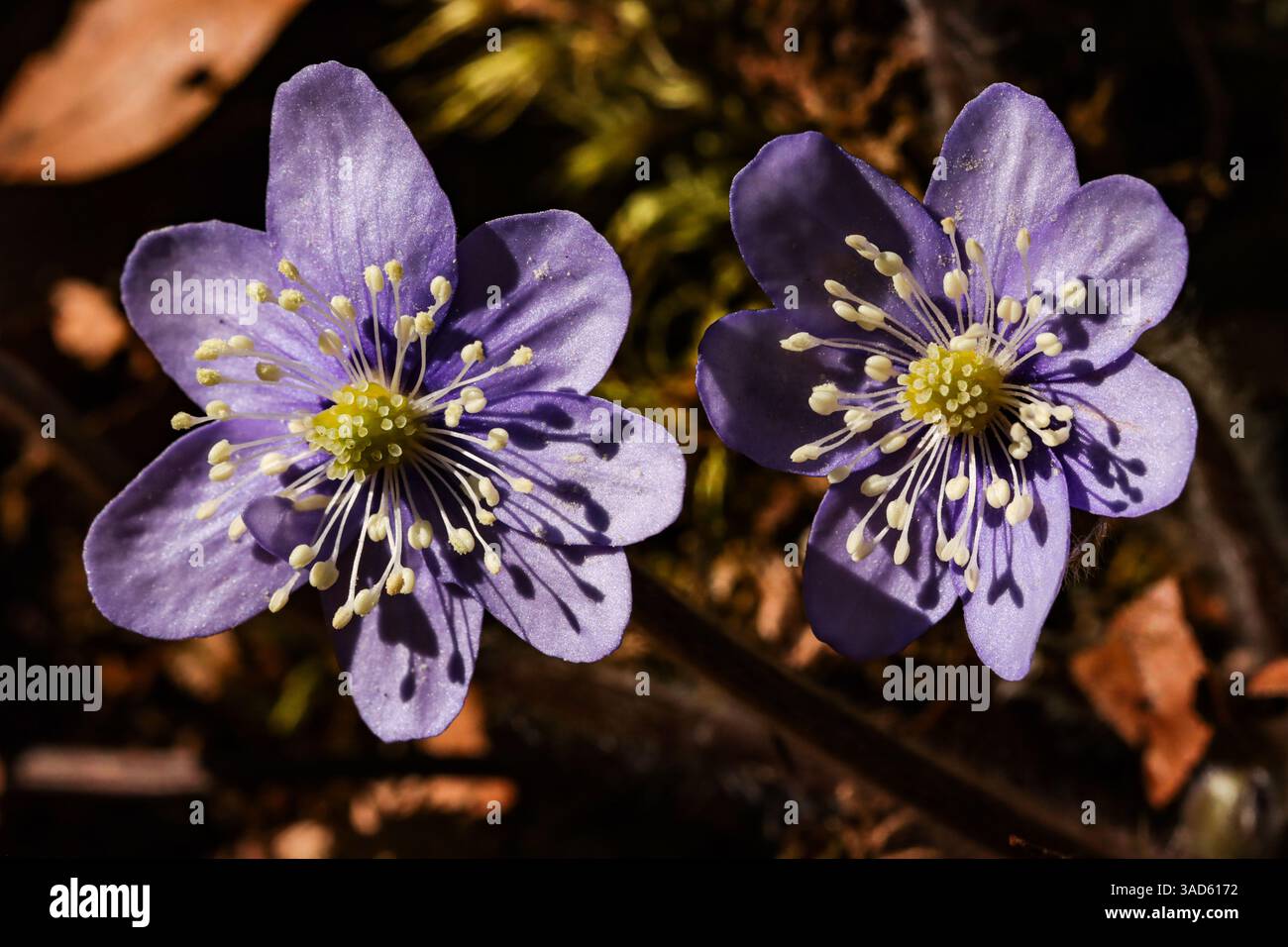 Common hepatica, Hepatica nobilis, hépatique à trois lobes Stock Photo ...