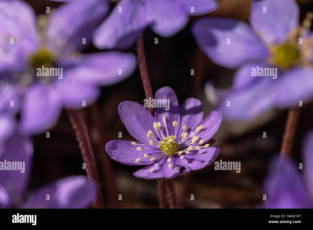Common hepatica, Hepatica nobilis, hépatique à trois lobes Stock Photo ...