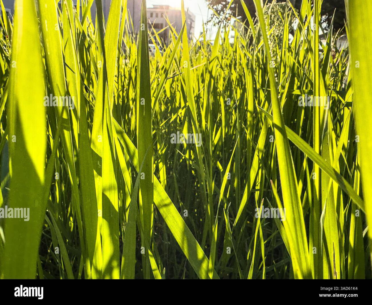 Green grass thrives in an urban environment, illuminated by sunlight ...