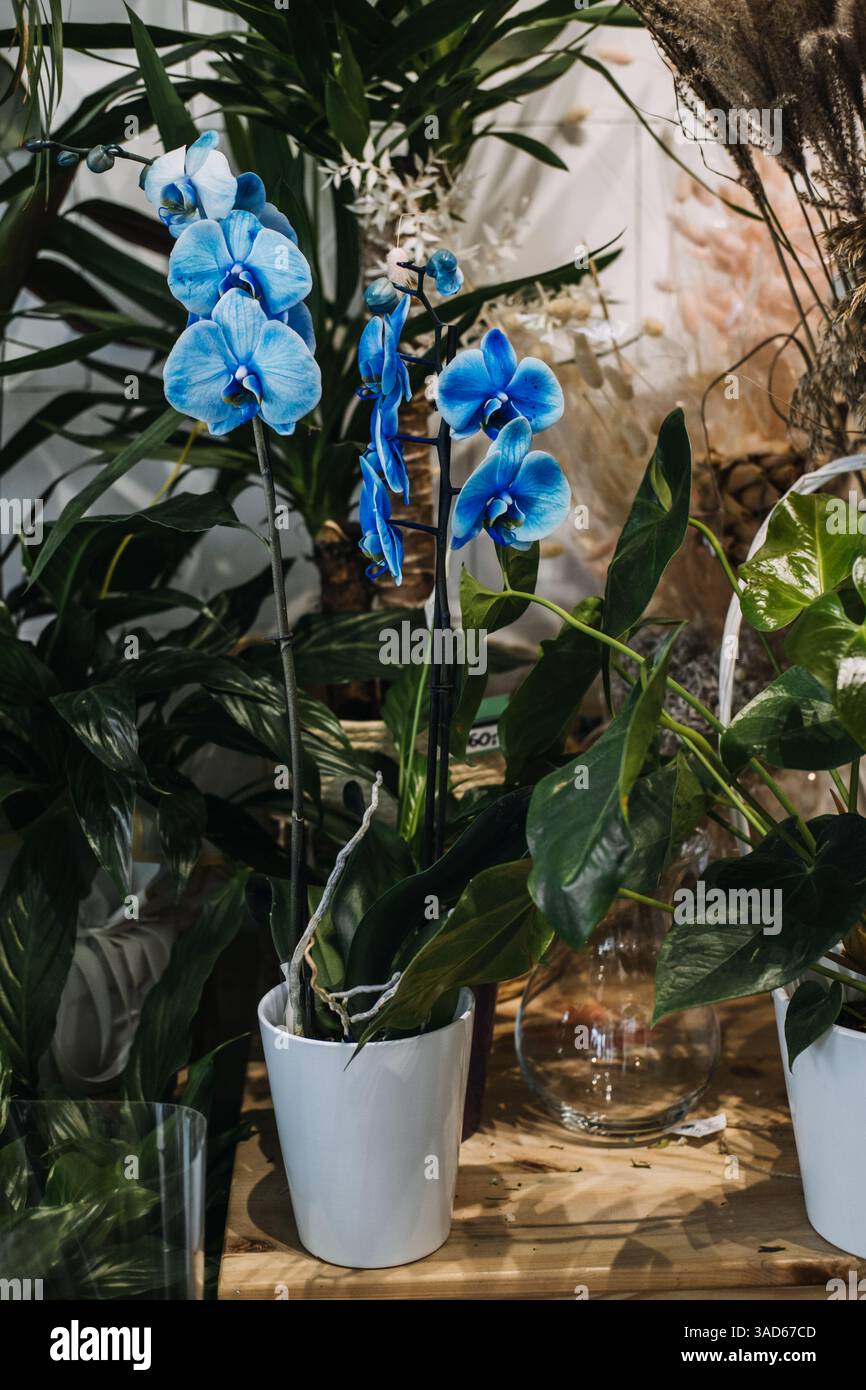 Bright blue orchids in full bloom standing tall among lush green indoor ...
