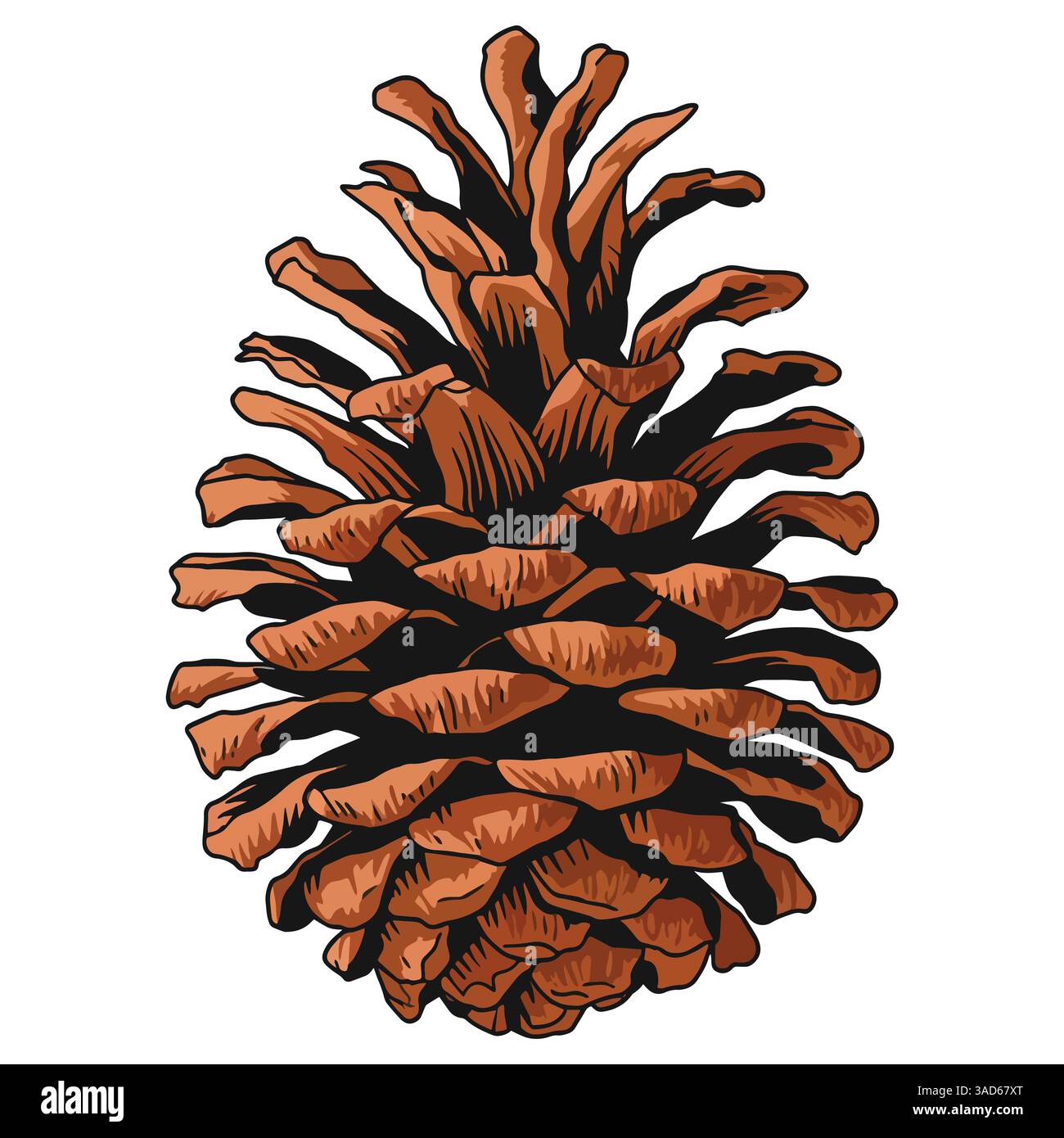 Open fir cone illustration. Detailed vector design of a pine cone ...