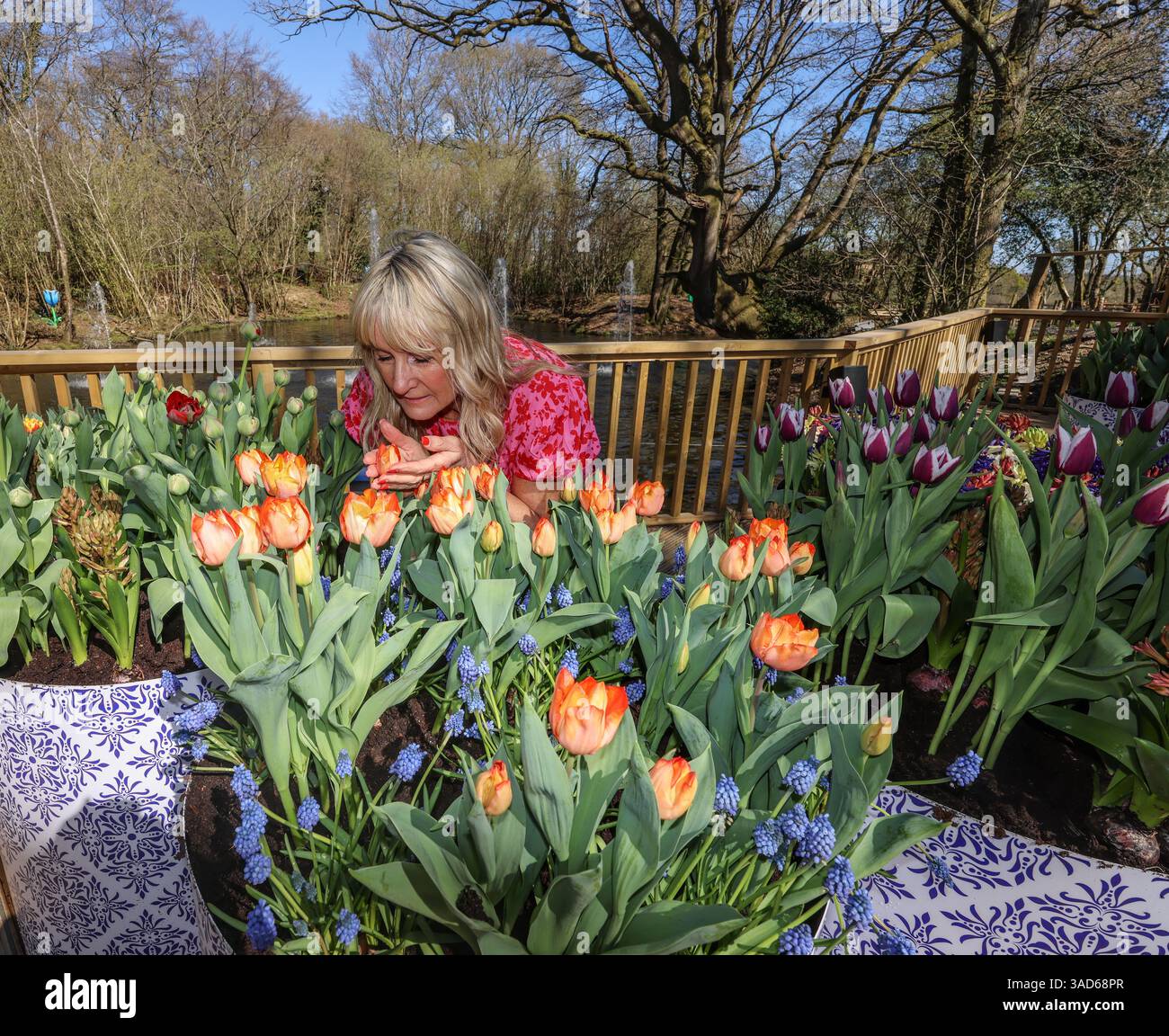 tulley's Farm, Tulip Fest, Crawley West Sussex, UK. 05th Apr, 2025 ...