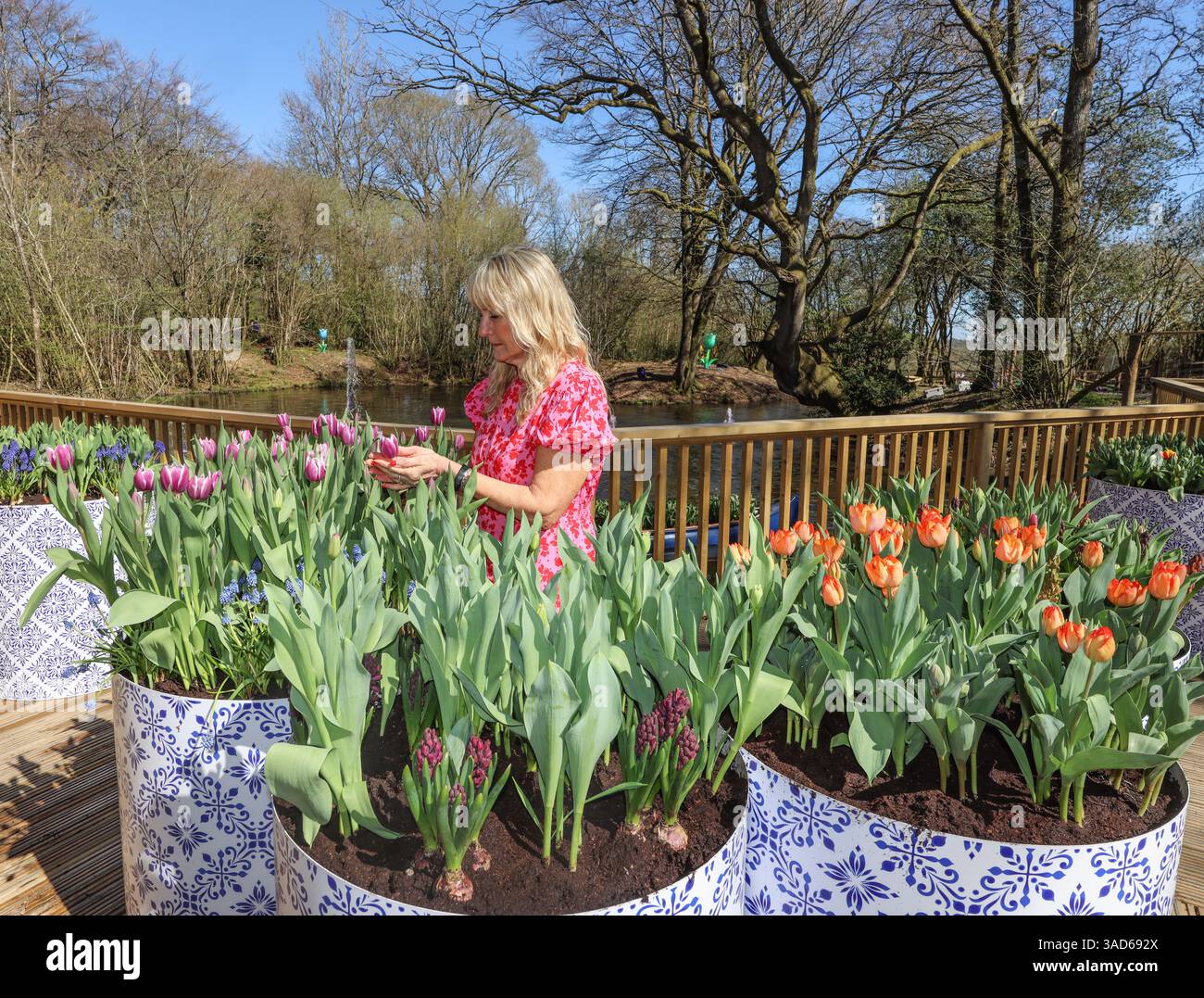 tulley's Farm, Tulip Fest, Crawley West Sussex, UK. 05th Apr, 2025 ...