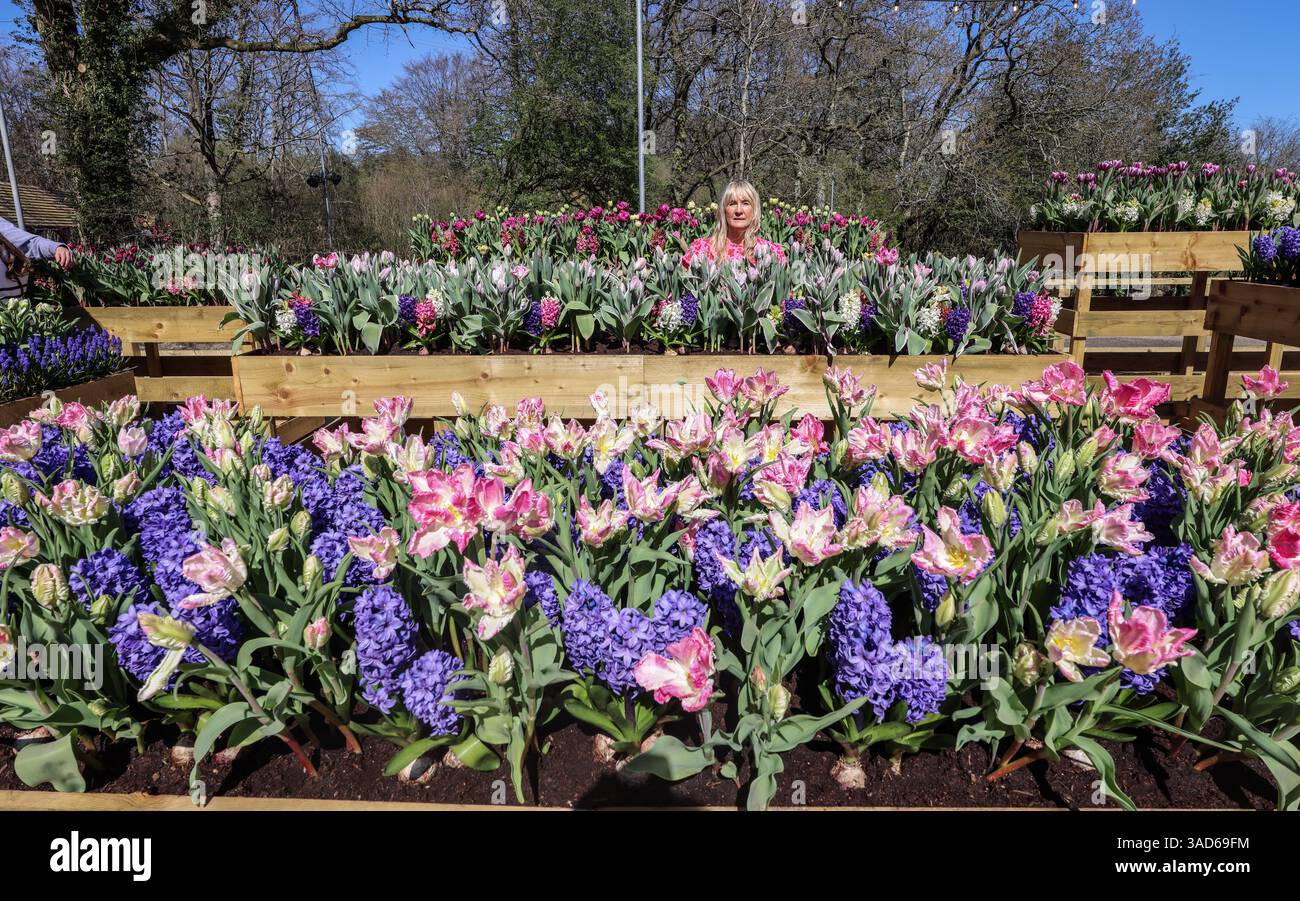 tulley's Farm, Tulip Fest, Crawley West Sussex, UK. 05th Apr, 2025 ...