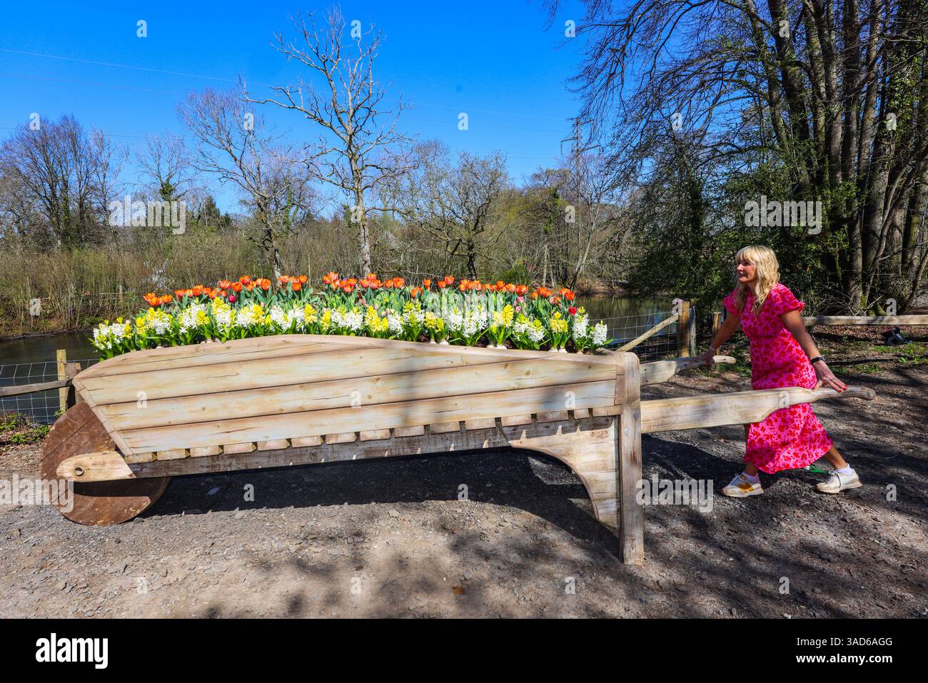 tulley's Farm, Tulip Fest, Crawley West Sussex, UK. 05th Apr, 2025 ...