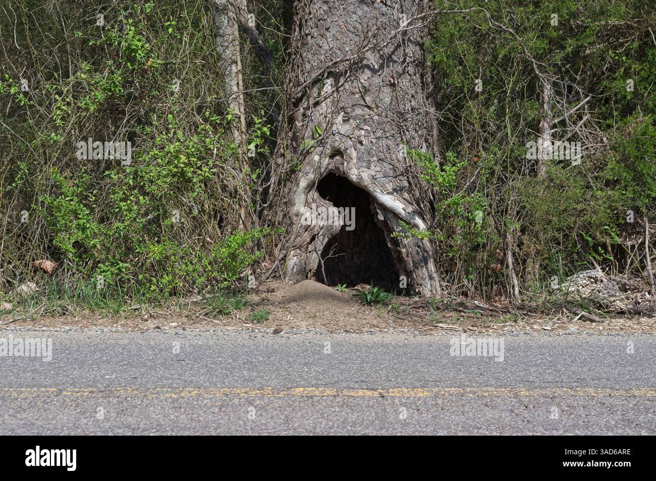 Tree hollow section base hi-res stock photography and images - Alamy