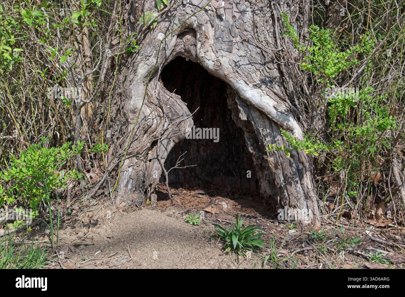 Base of a hollowed out tree with vegetation Stock Photo - Alamy