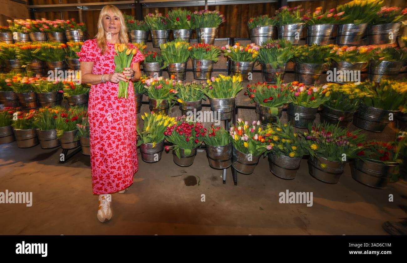 tulley's Farm, Tulip Fest, Crawley West Sussex, UK. 05th Apr, 2025 ...