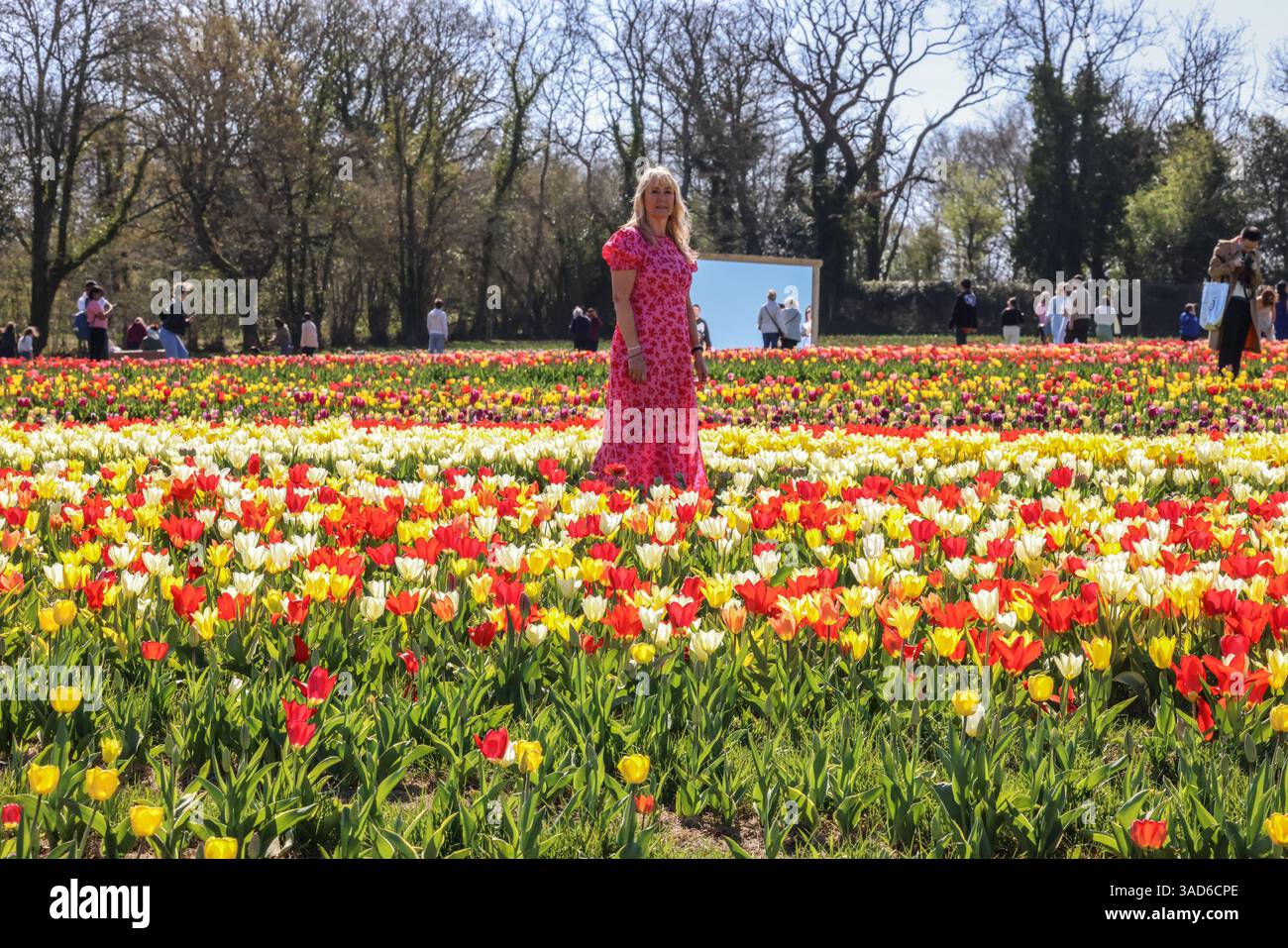 tulley's Farm ,Tulip Fest ,Crawley West Sussex,England 05 April 2025 ...