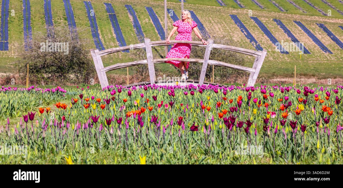 tulley's Farm, Tulip Fest, Crawley West Sussex, UK. 05th Apr, 2025 ...