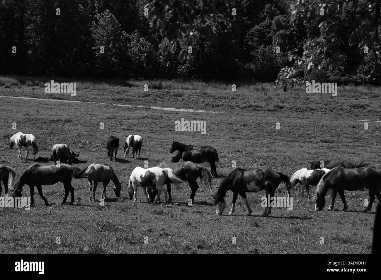 Heritage horses Black and White Stock Photos & Images - Alamy