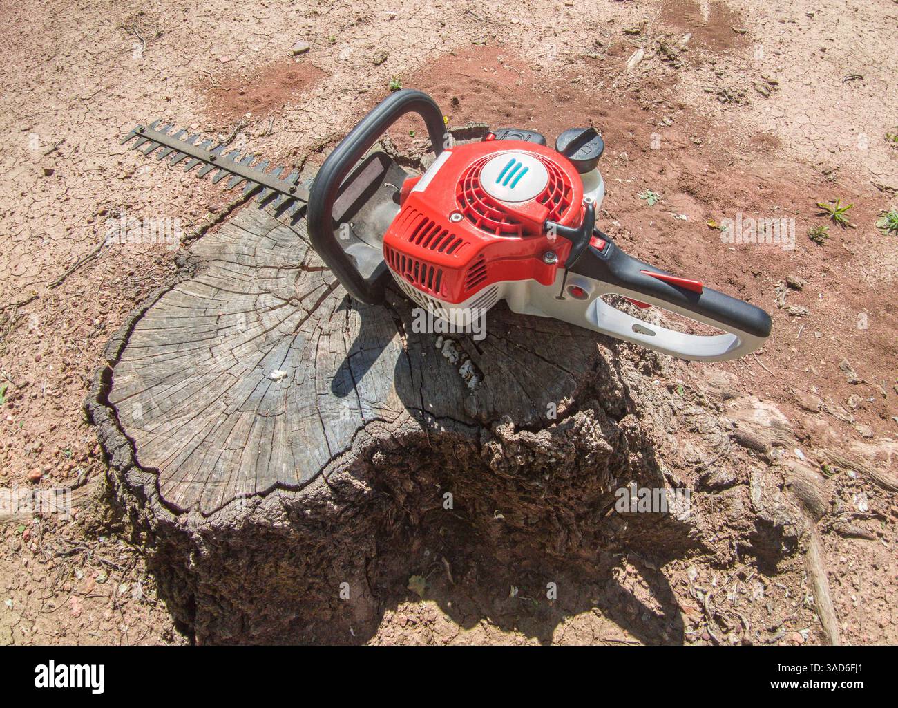 Tree stump and feature hi-res stock photography and images - Alamy