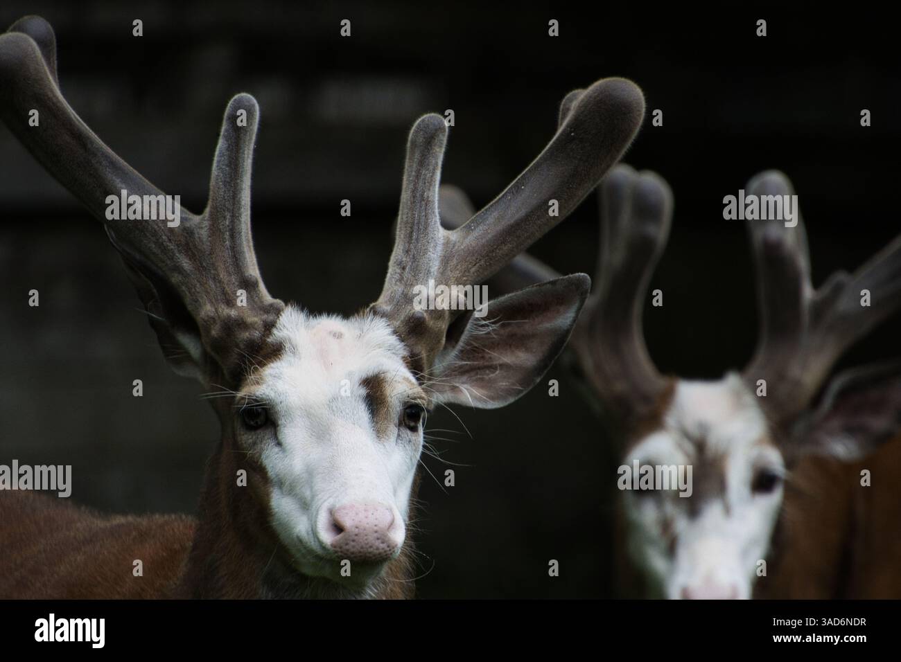 2 buck deer in velvet Stock Photo - Alamy