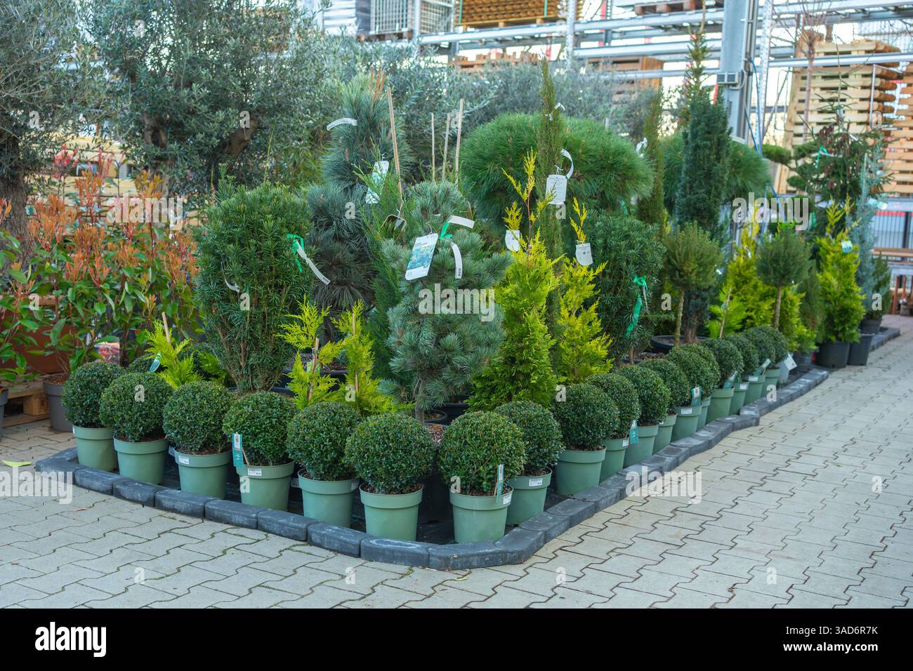 various potted plants on display at a garden center, showcasing a ...