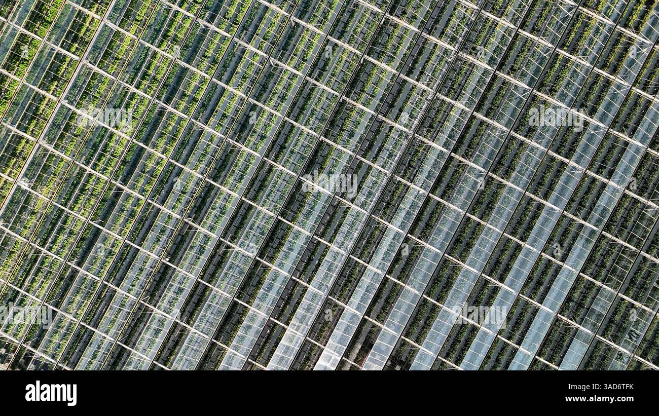 Greenhouse aerial drone view from above, large industrial greenhouses ...