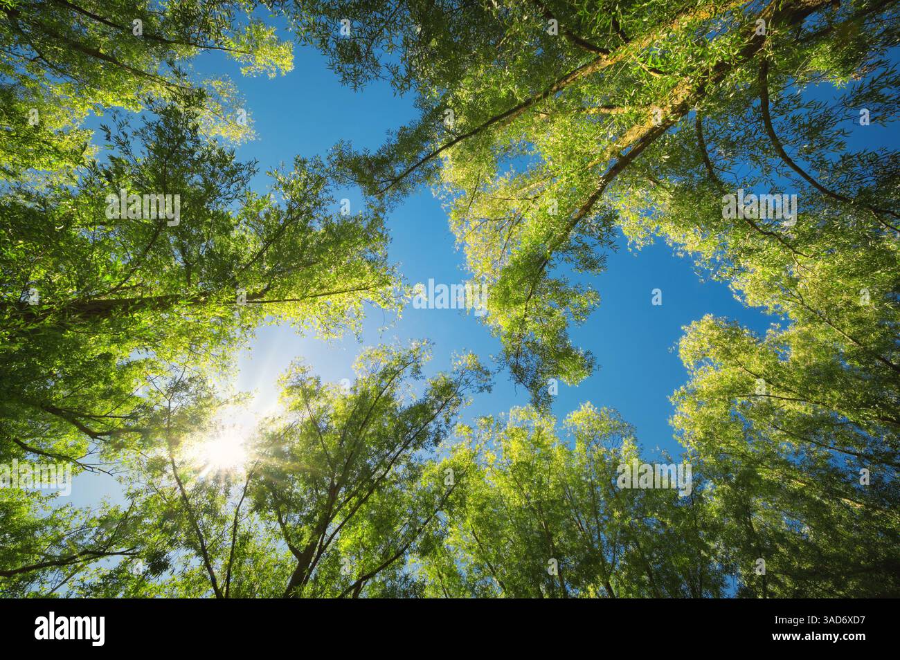 The canopy of tall trees against a clear blue sky, with the sun shining ...