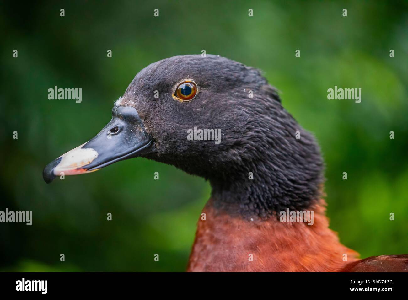 Hartlaub's duck (Pteronetta hartlaubii) is a dark chestnut-coloured ...