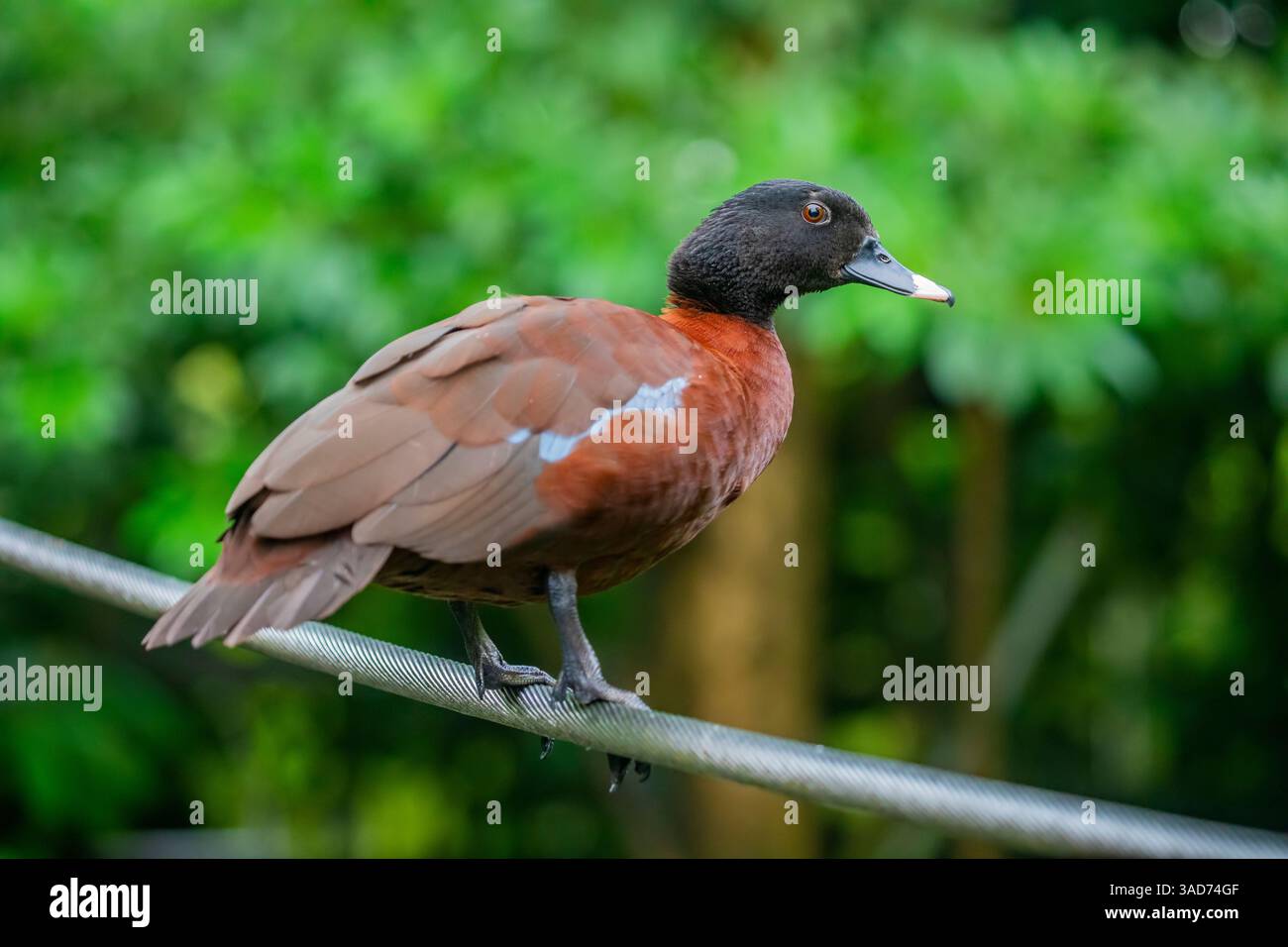 Hartlaub's duck (Pteronetta hartlaubii) is a dark chestnut-coloured ...