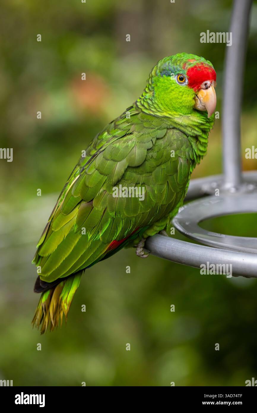 The red-crowned amazon (Amazona viridigenalis) is a highly social ...