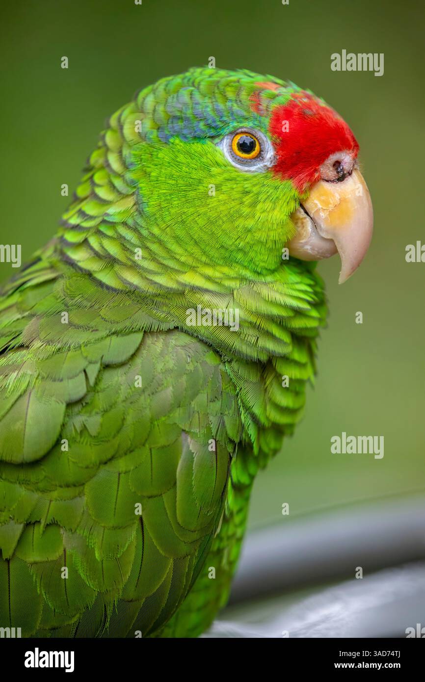 The red-crowned amazon (Amazona viridigenalis) is a highly social ...