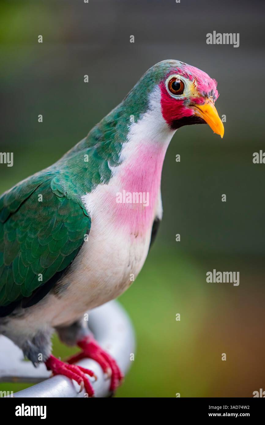 The jambu fruit dove (Ptilinopus jambu) is a smallish colourful fruit ...