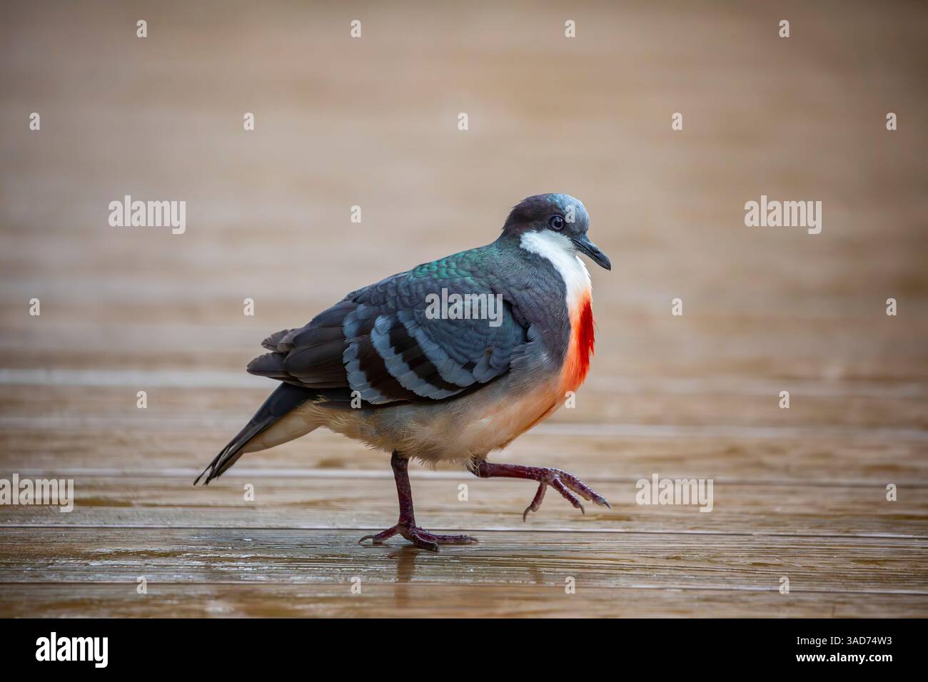 Luzon Bleeding-heart (Gallicolumba luzonica) is a striking ground dove ...