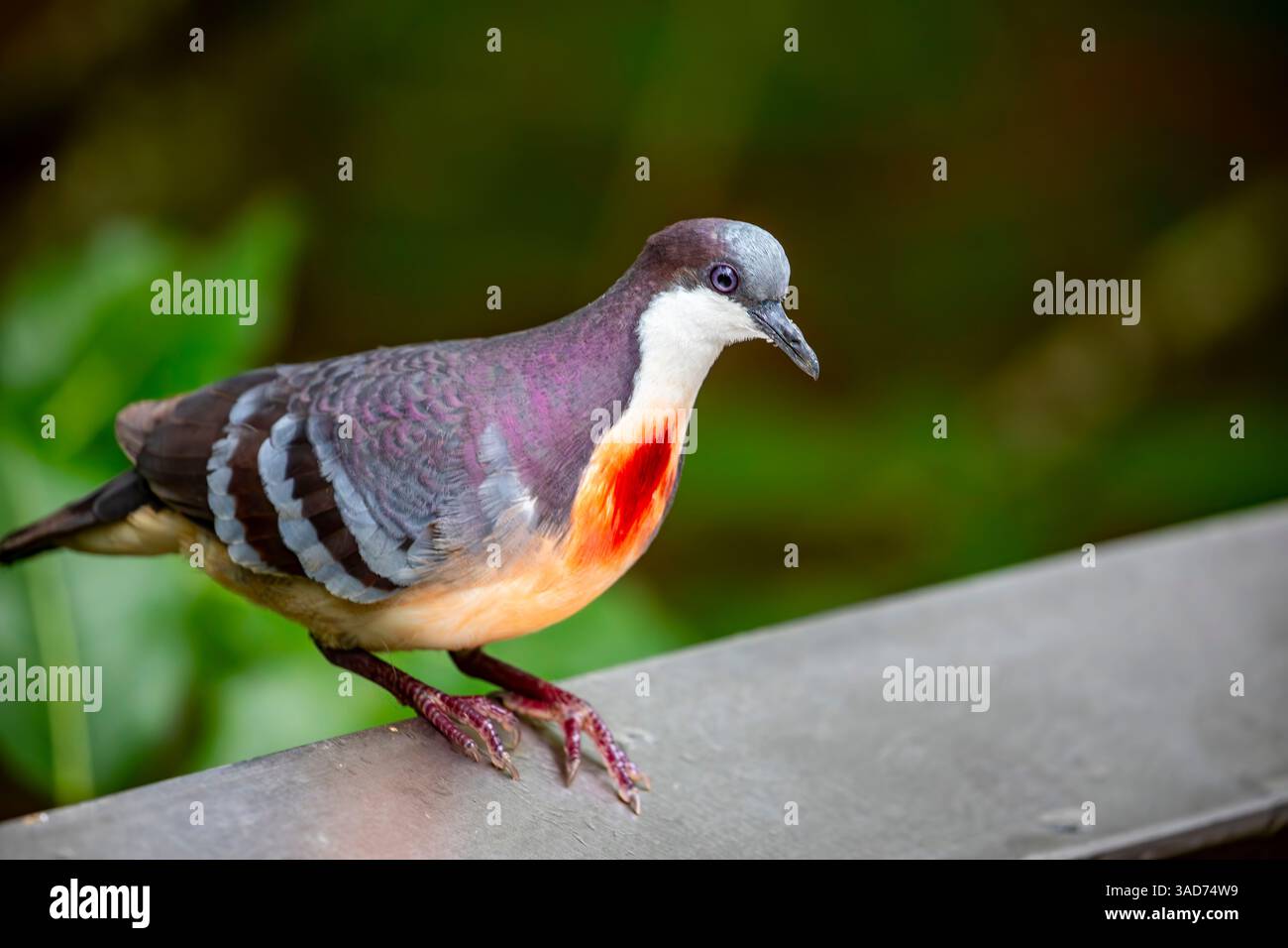 Luzon Bleeding-heart (Gallicolumba luzonica) is a striking ground dove ...