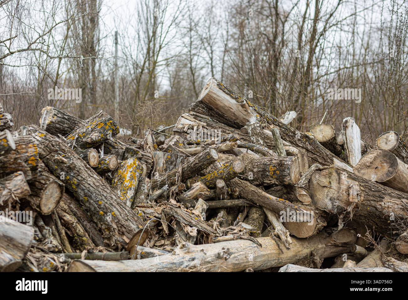 A stack of cut logs and branches of various sizes, with natural ...