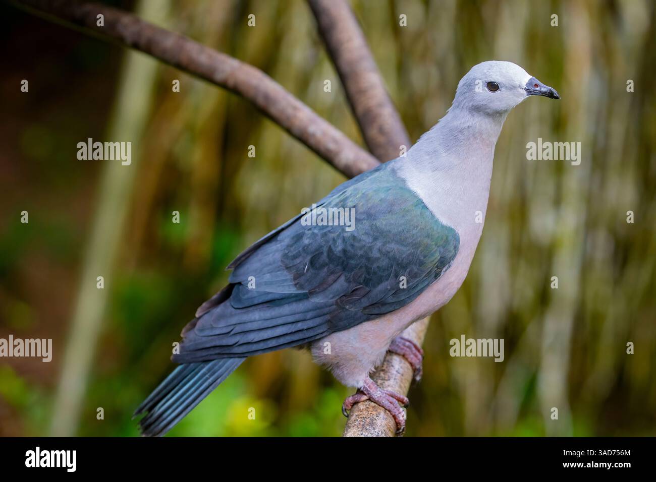 An imperial pigeon (Ducula pacifica) is a widespread species of pigeon ...