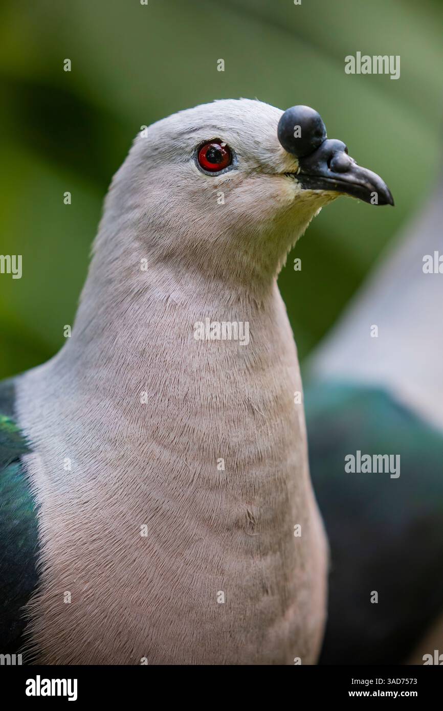 An imperial pigeon (Ducula pacifica) is a widespread species of pigeon ...